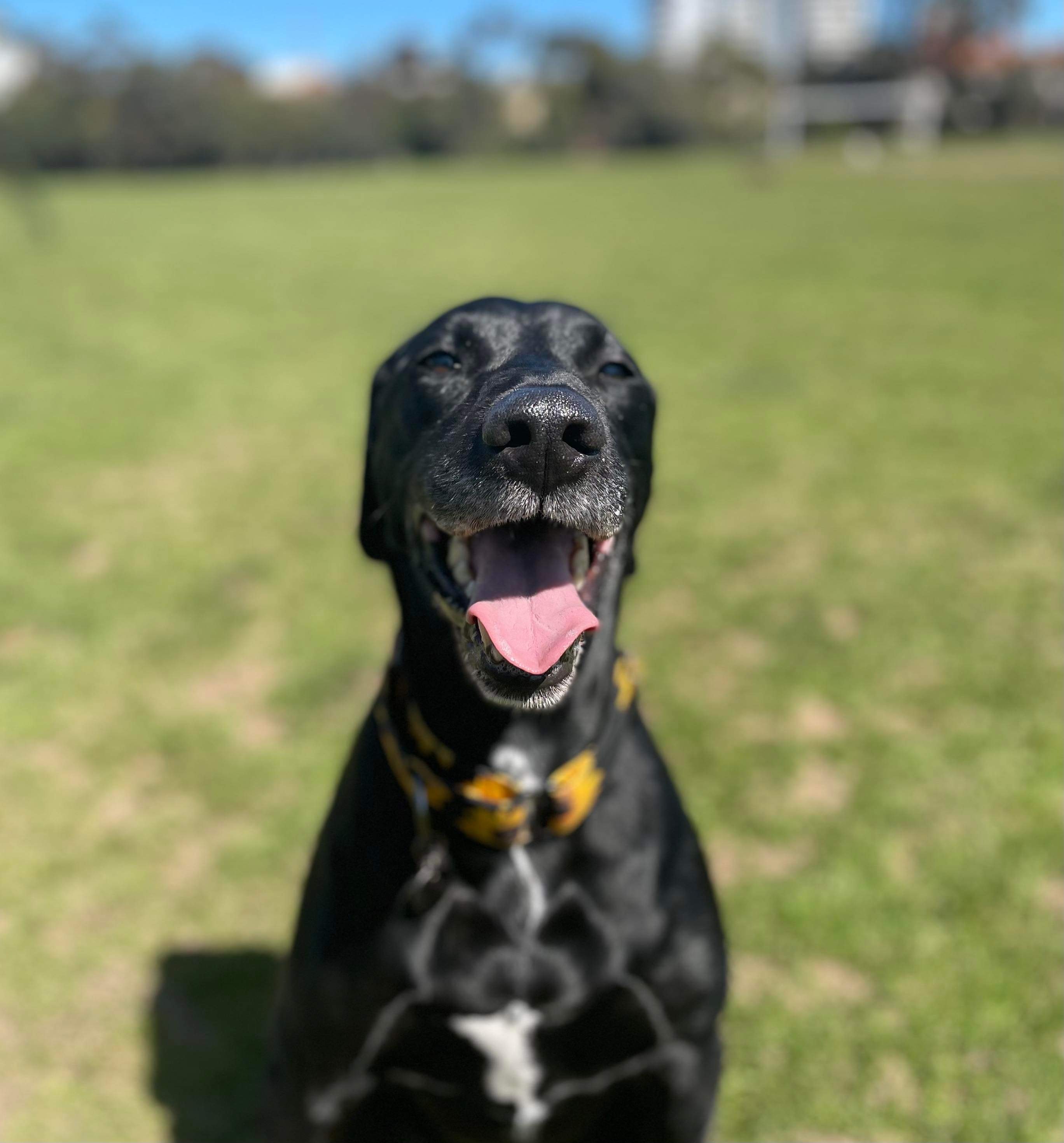 Paws For Thought: An Extraordinary Number Of Locals Have Applied To Sit ...