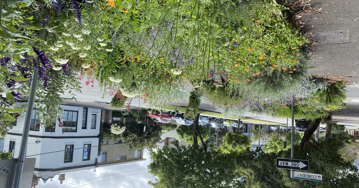 Bee Highway Causes A Buzz | *PS News